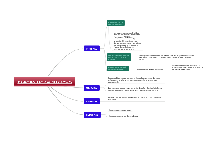 ETAPAS DE LA MITOSIS - Mind Map